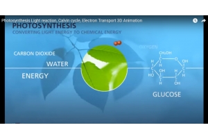 photosynthesis-8067.jpg